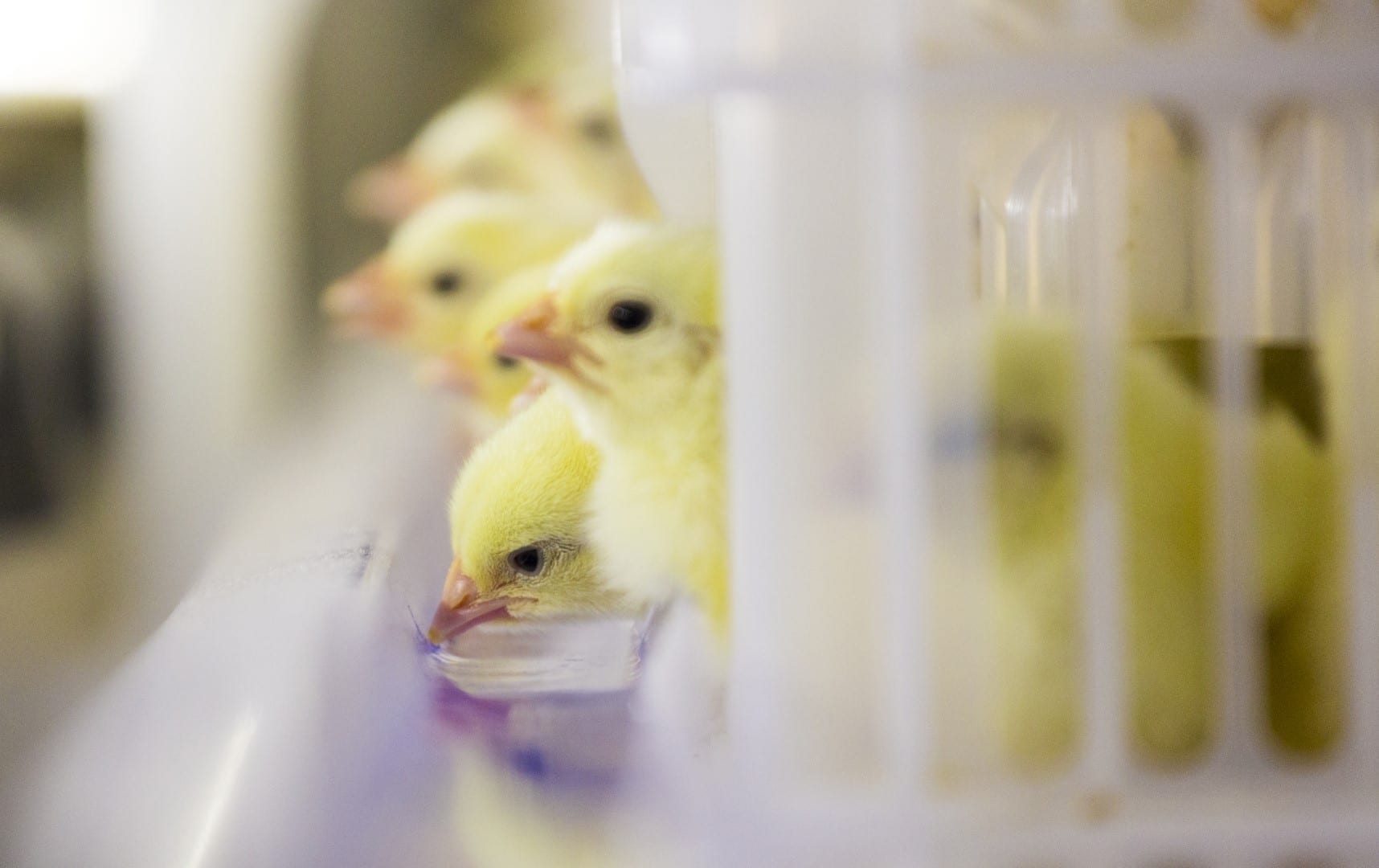 HatchCare – the only hatcher with feed, fresh water and light - HatchTech