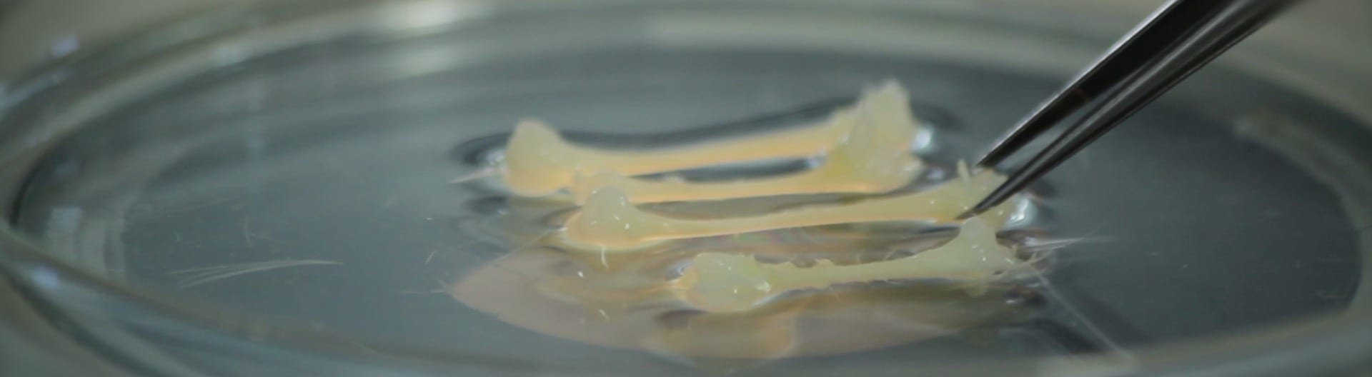 Meet the HatchTech Research Team - HatchTech