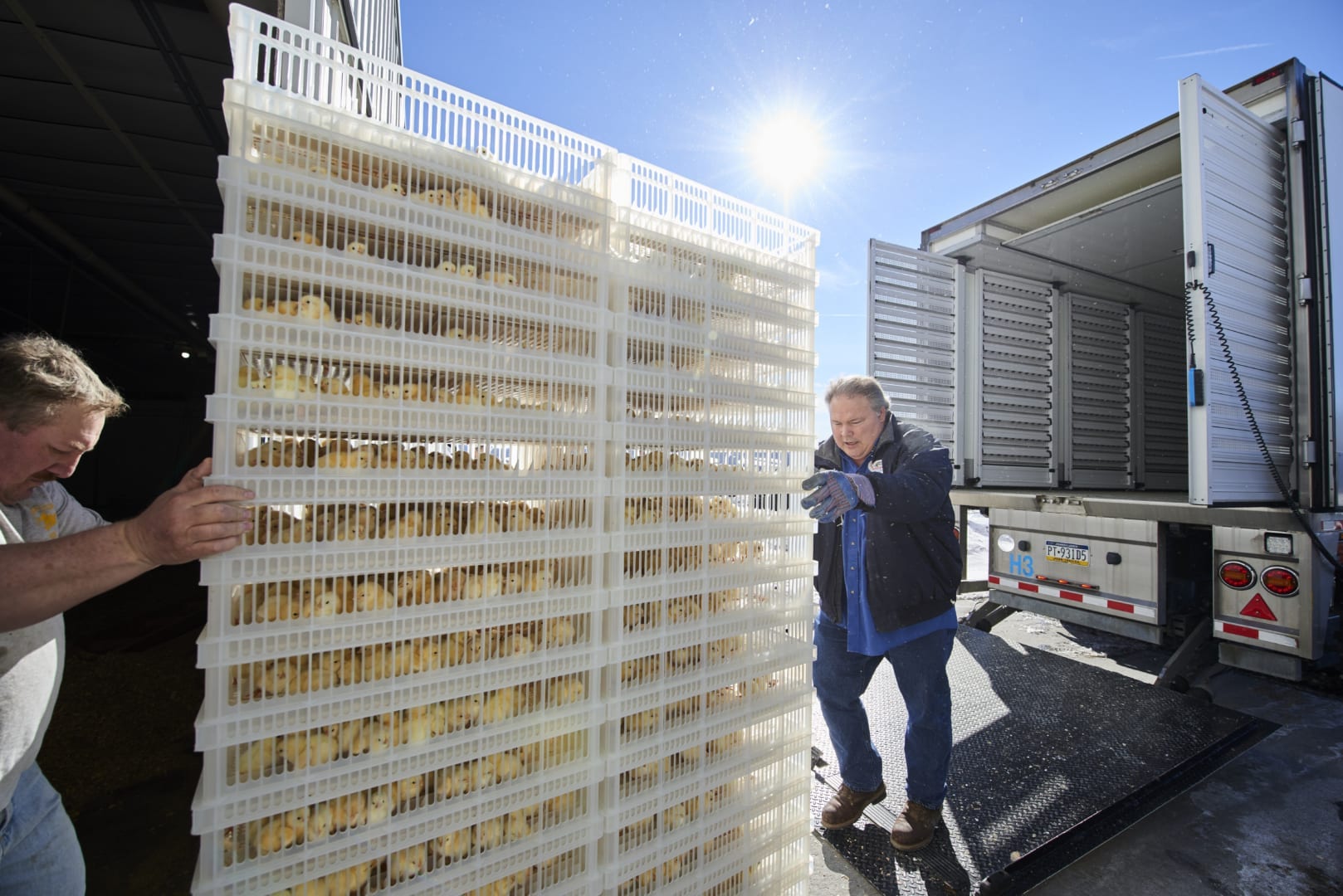 HatchTraveller for superior quality chick transport - HatchTech